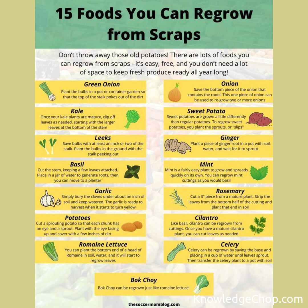 15 Foods You Can Regrow From Scraps | 🥷 Knowledge Ninja