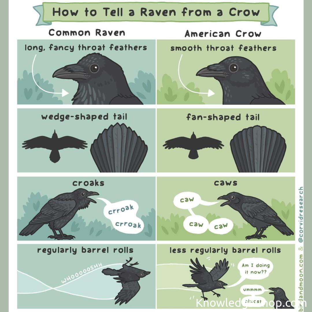 cool guide to Crows Vs Ravens | 🥷 Knowledge Ninja