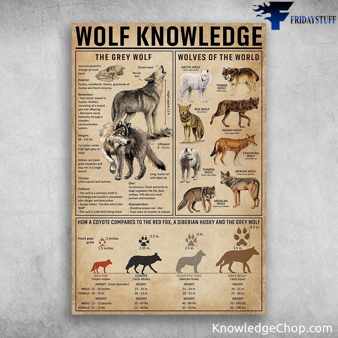 Wolf guide | 🥷 Knowledge Ninja