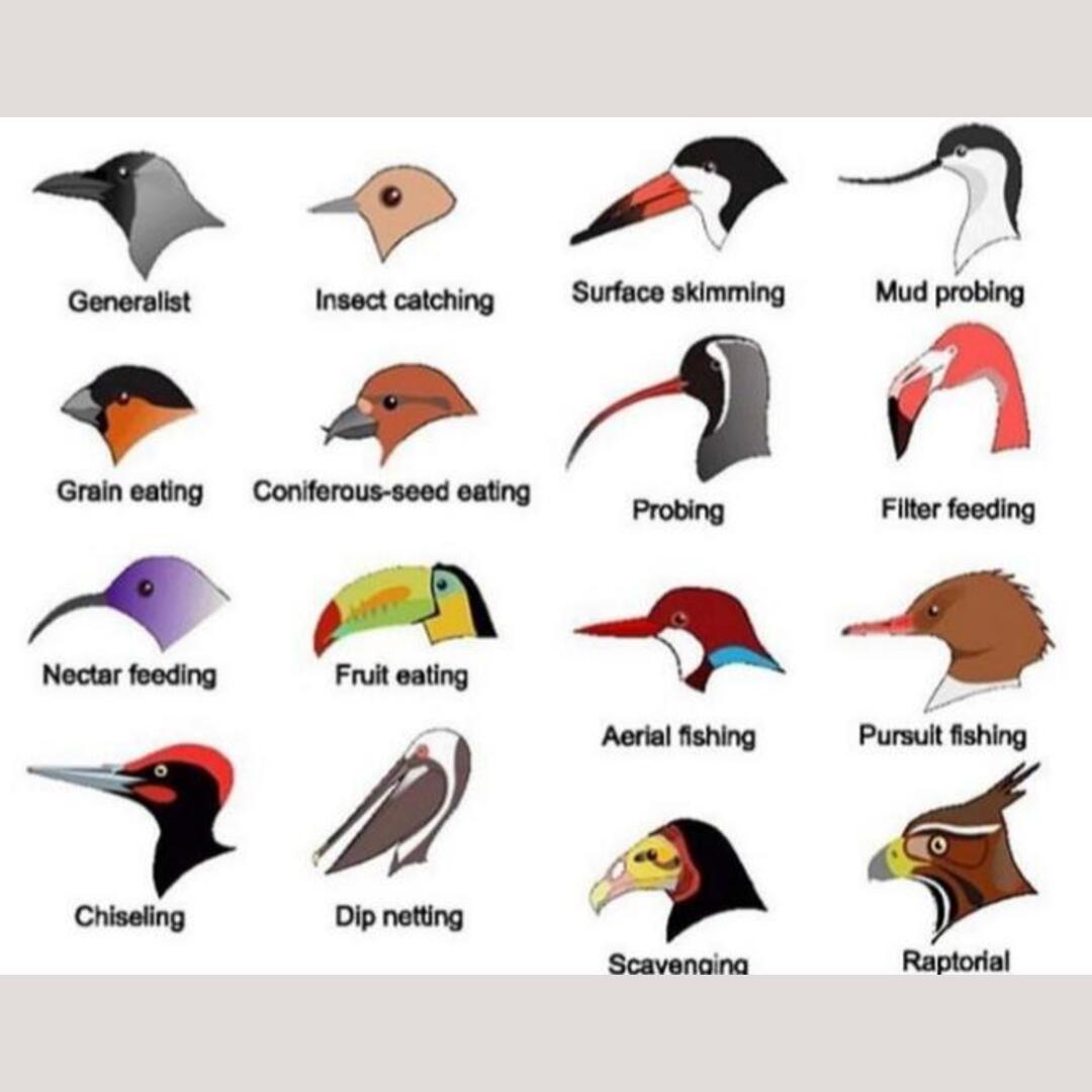 Which beak is for which task