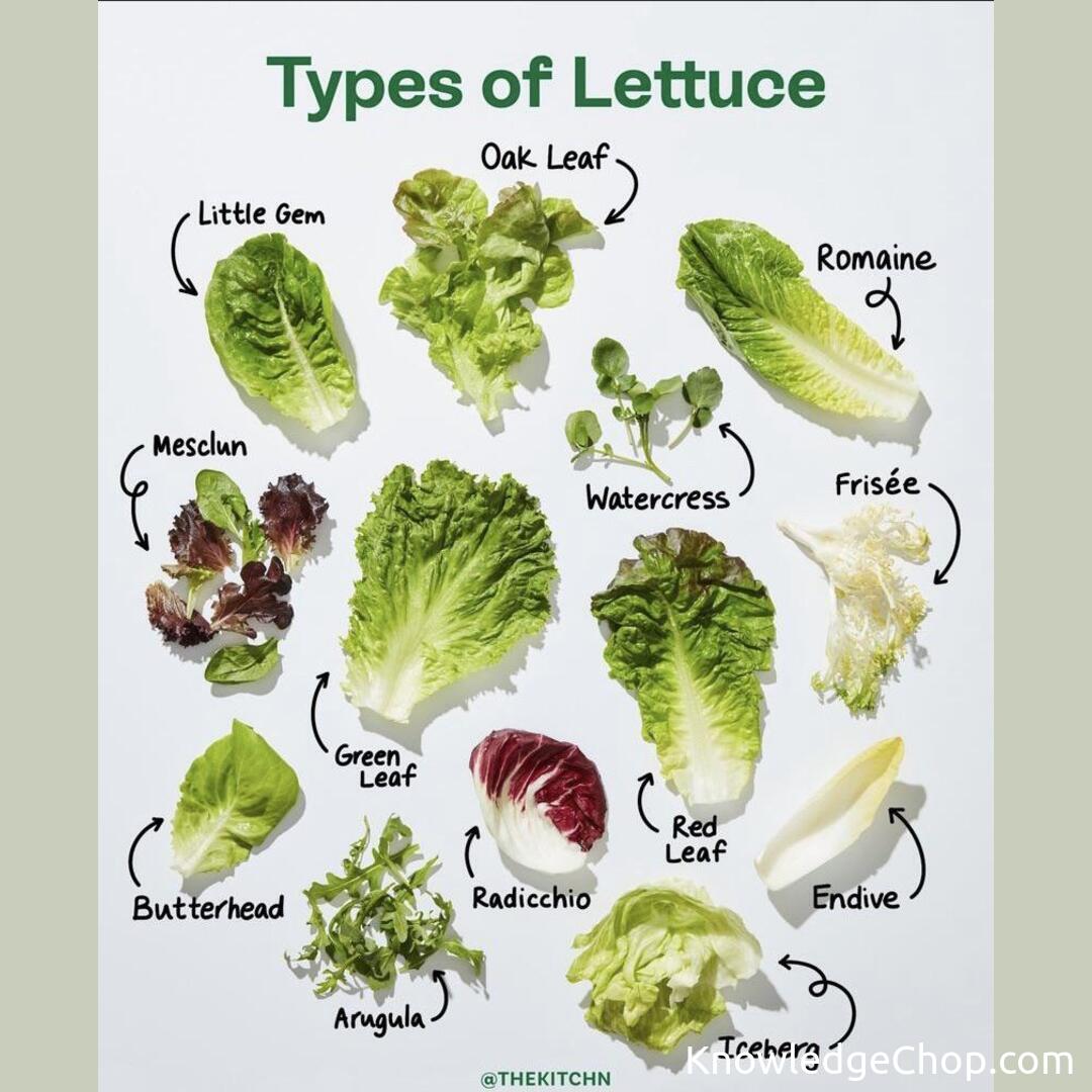 Types of lettuce. | 🥷 Knowledge Ninja