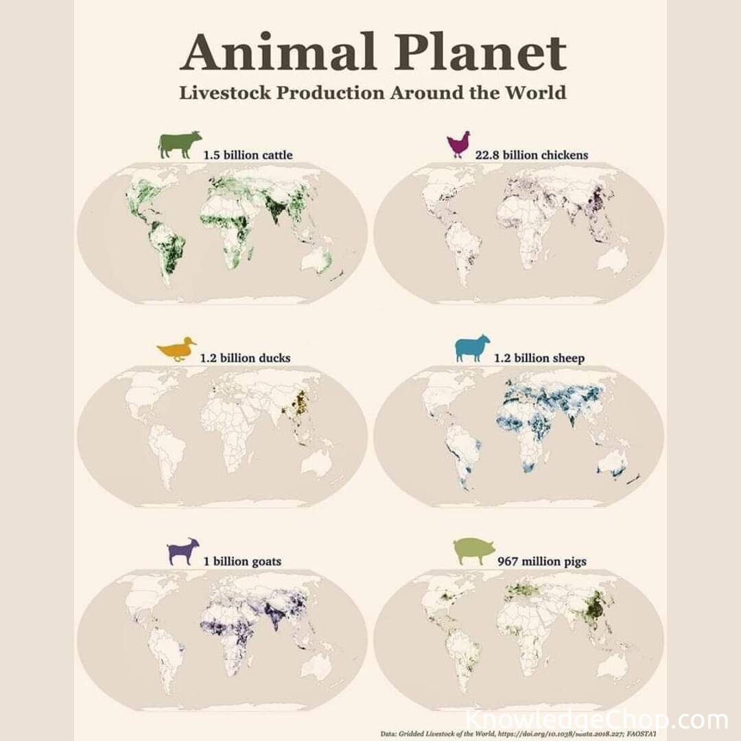 Livestock production around the world | 🥷 Knowledge Ninja