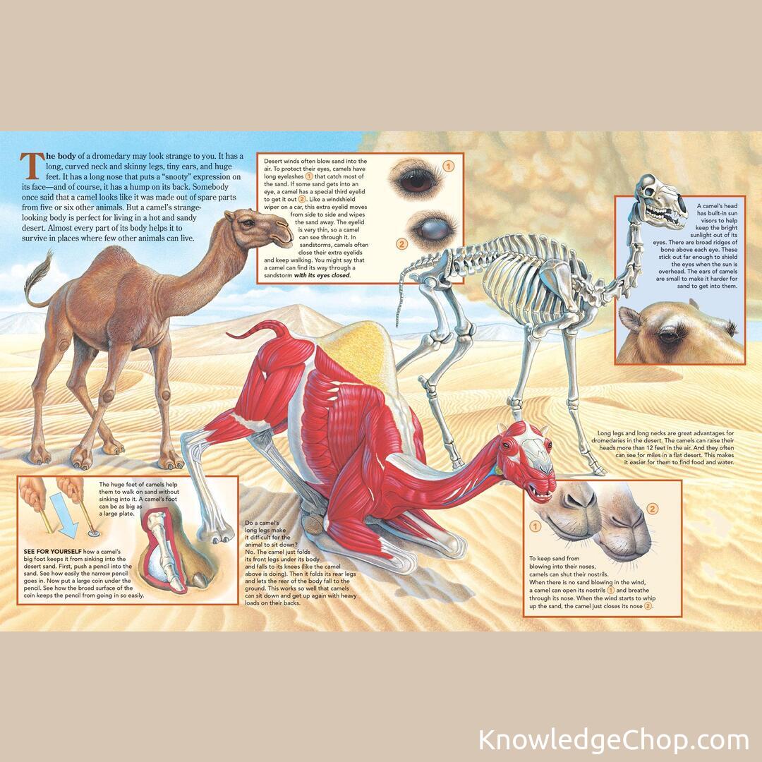 How almost every part of a camel’s body helps it to survive | 🥷 ...