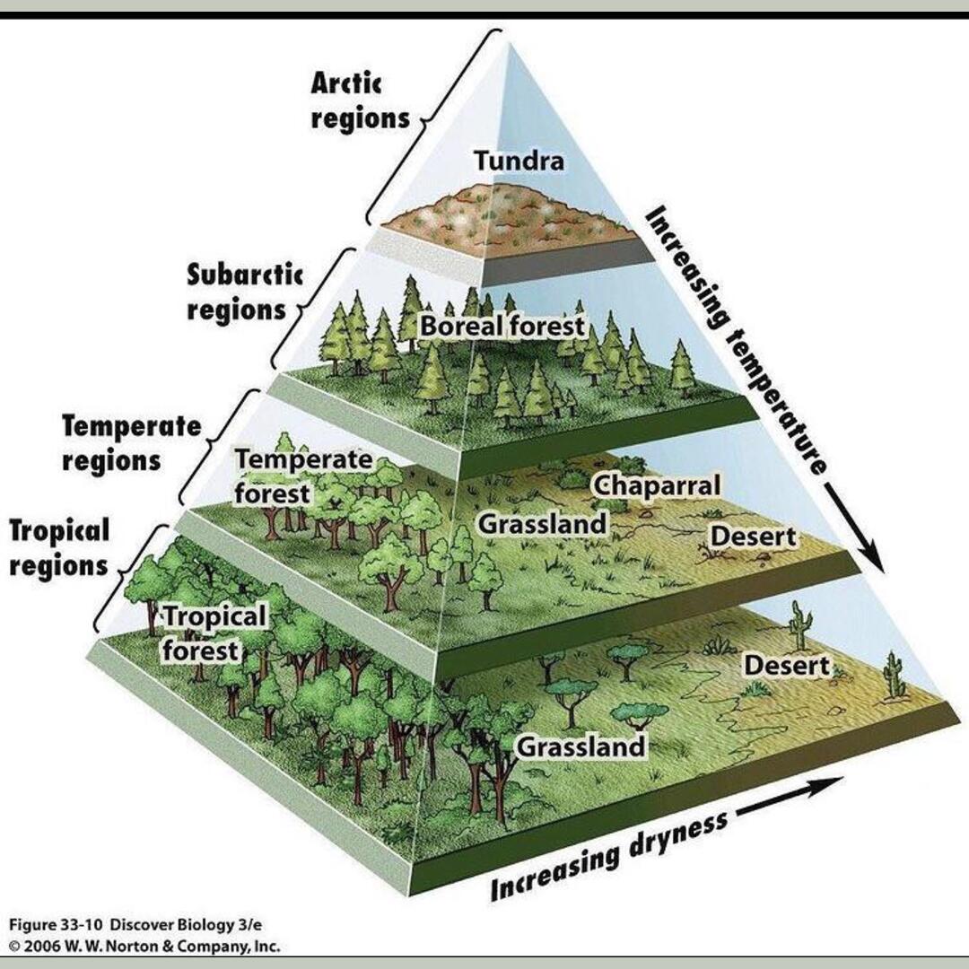 Determining biomes and temperature through a pyramid graph