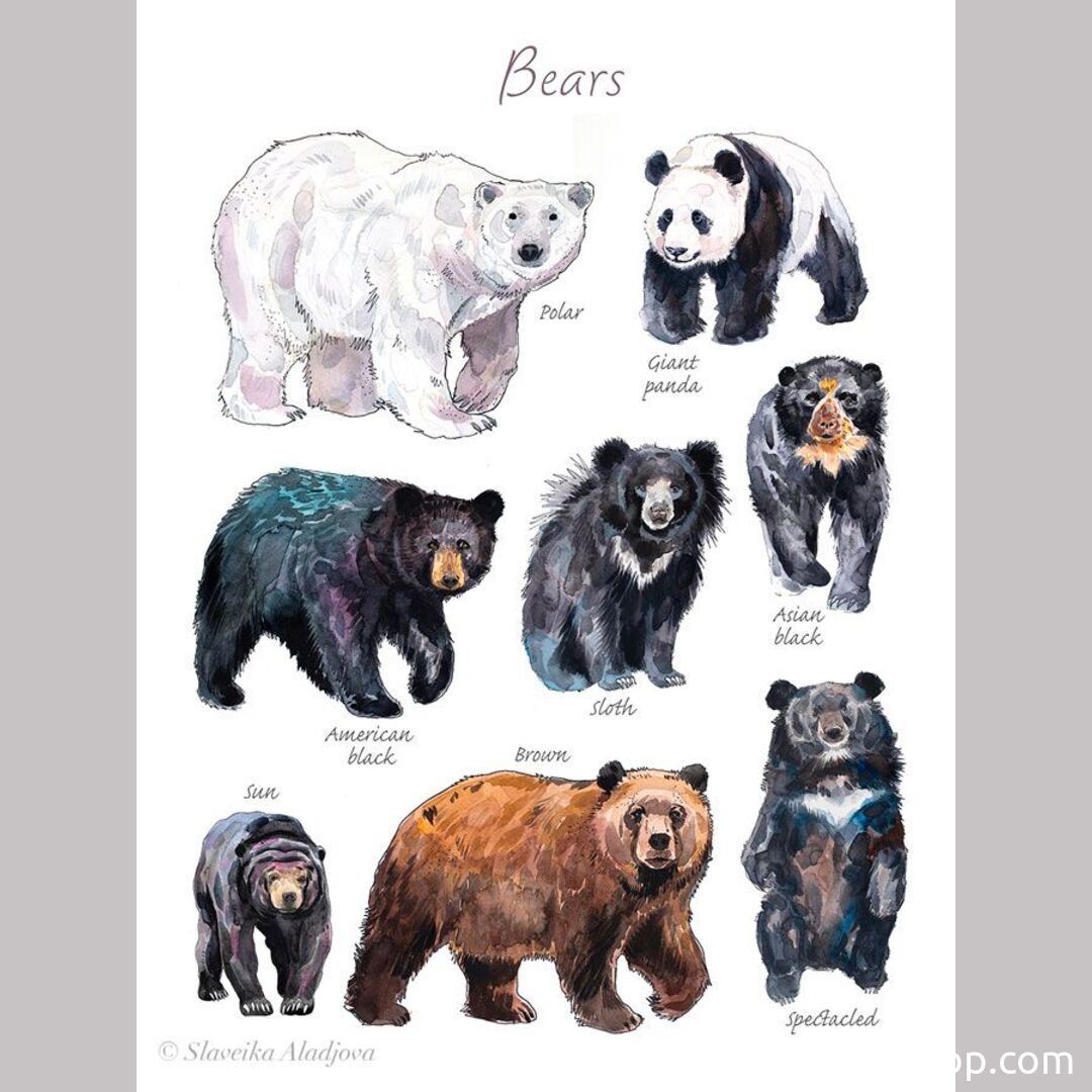 types of bears guide | 🥷 Knowledge Ninja