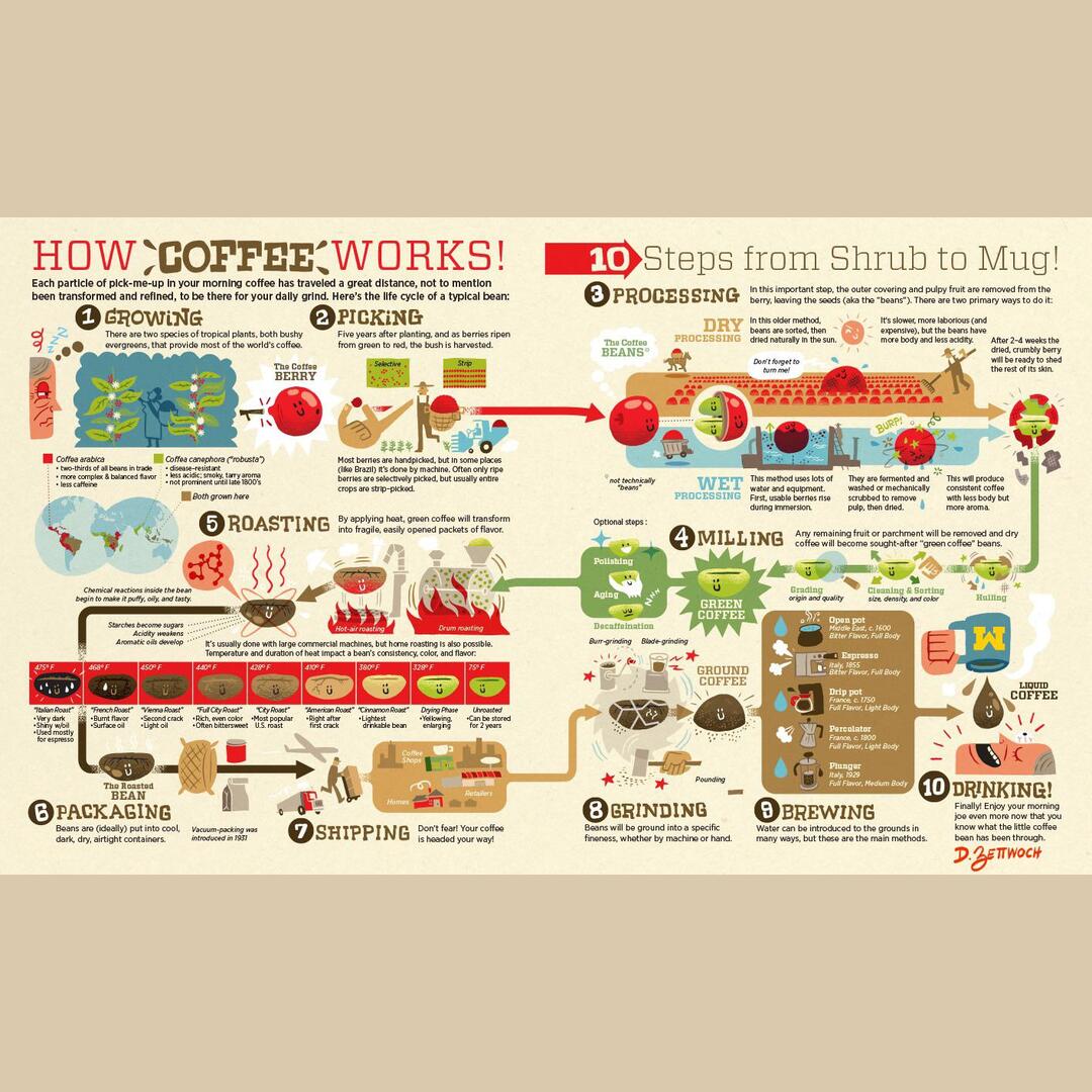 From Bean to Brew: The Coffee Supply Chain Visualised (Source: Visual ...