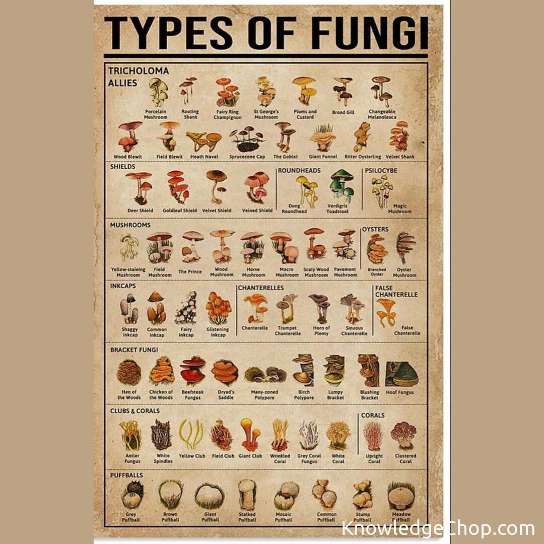 Types of fungi | 🥷 Knowledge Ninja