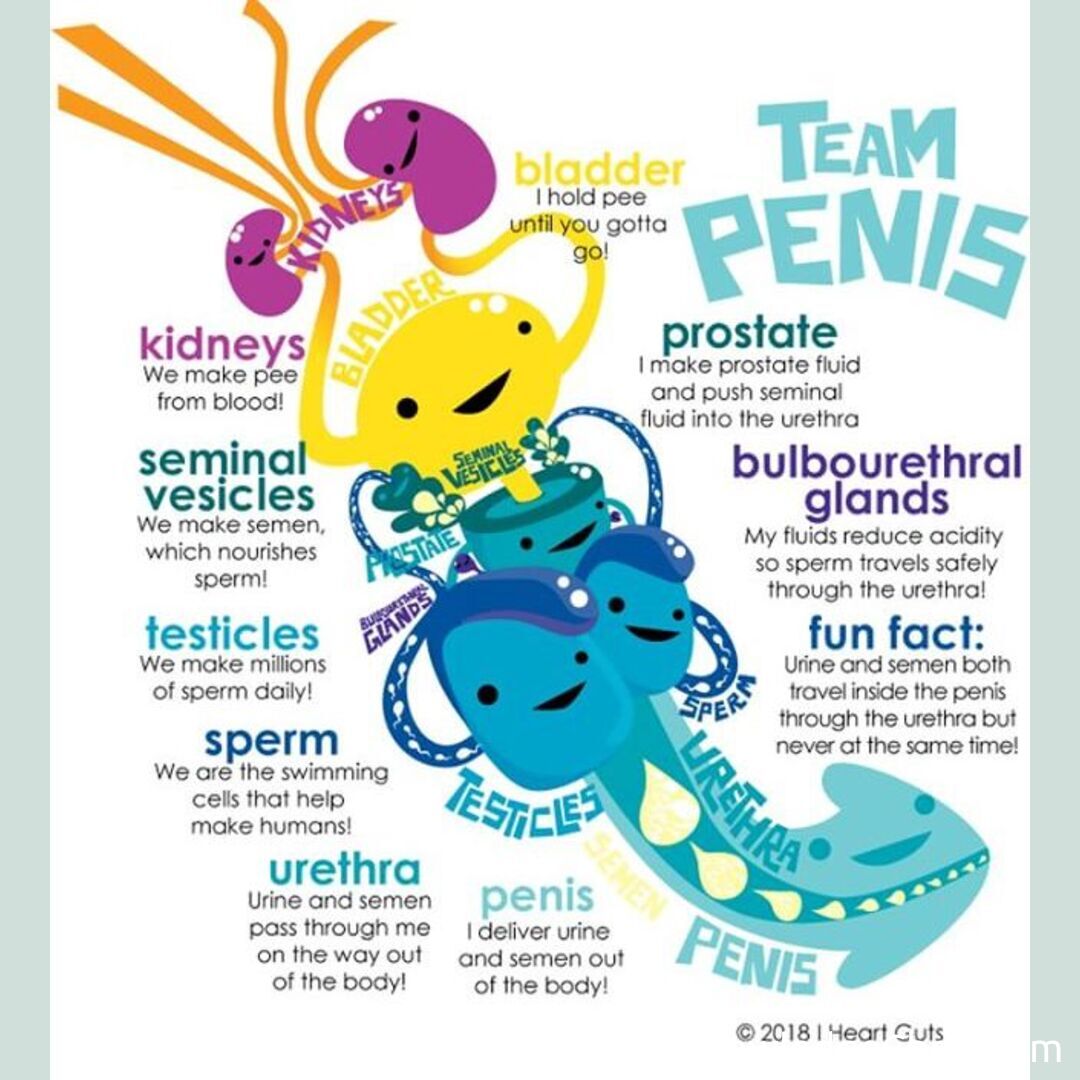 Everything you have ever wanted to know about the male reproductive ...