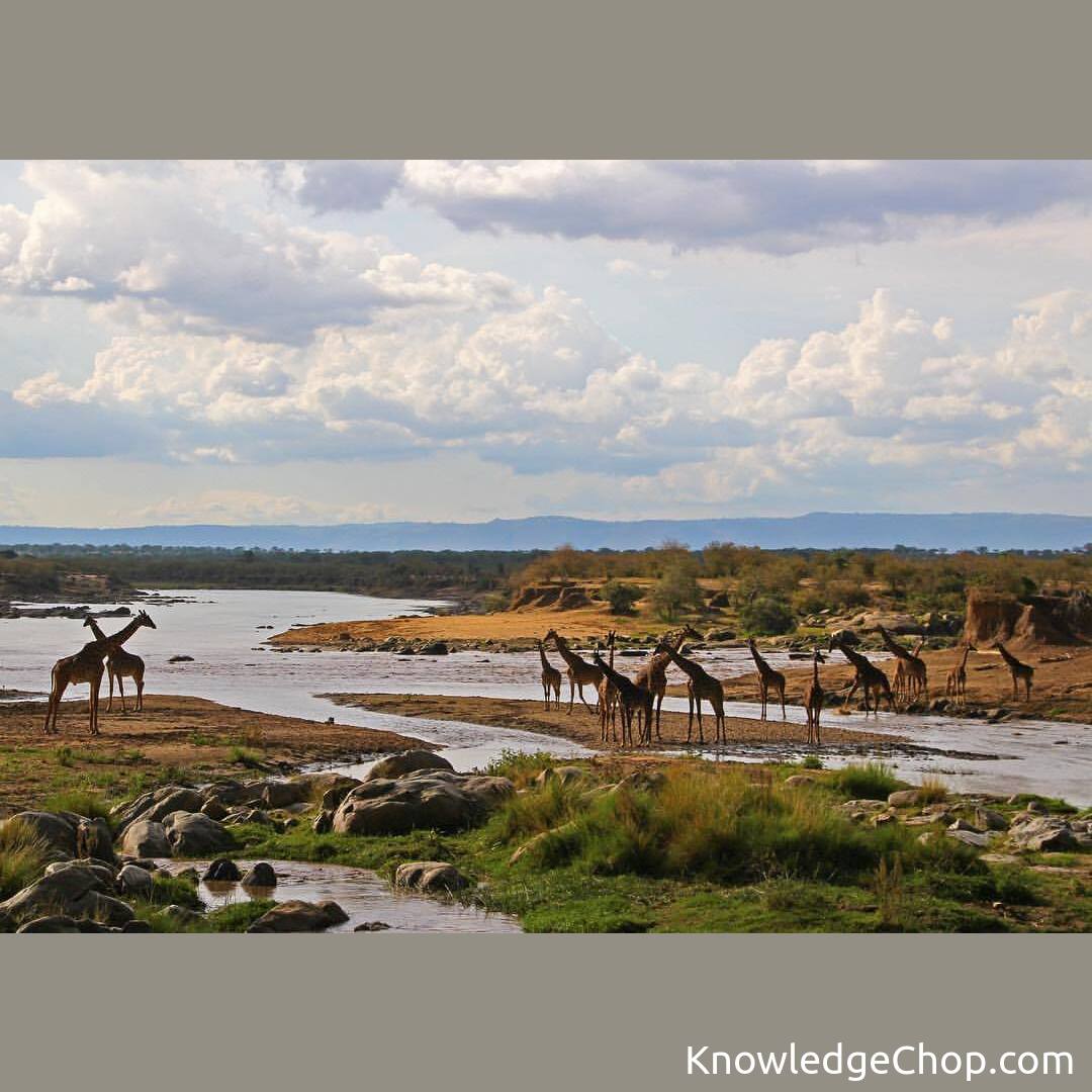 15 Giraffes At The Mara River, Serengeti, Tanzania | 🥷 Knowledge Ninja