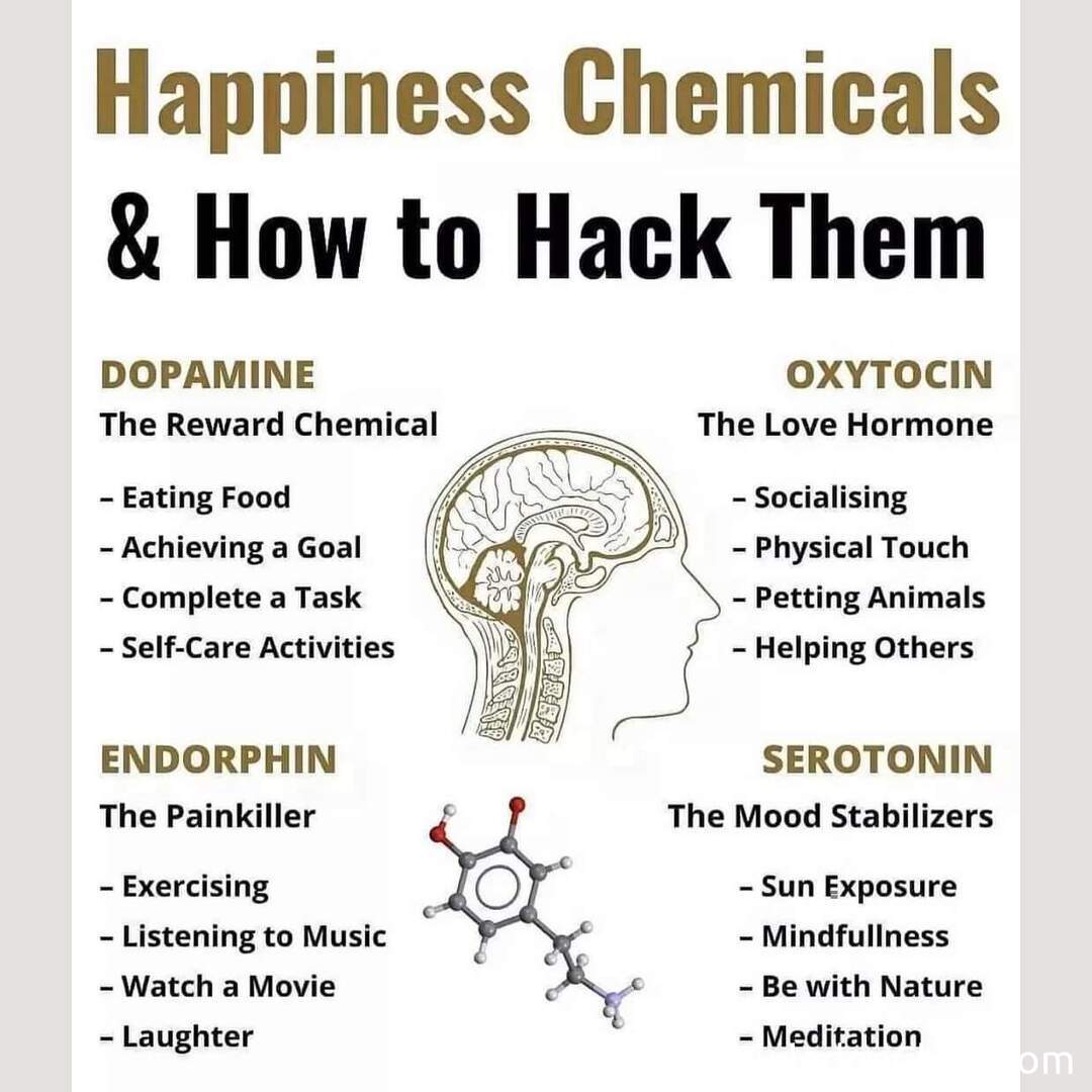 The Chonk Chart | 🥷 Knowledge Ninja