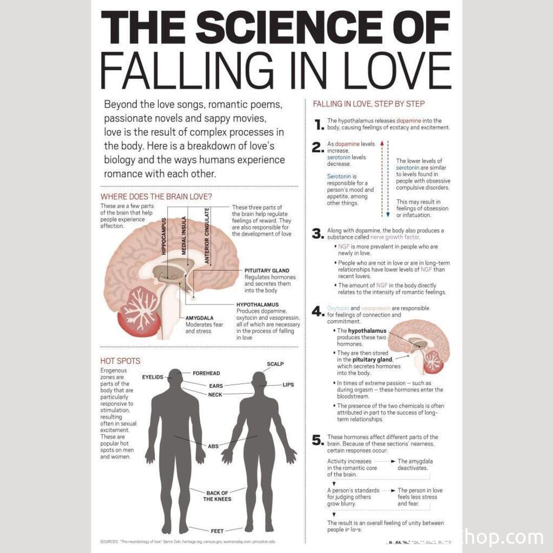 The Science of Falling in Love | 🥷 Knowledge Ninja