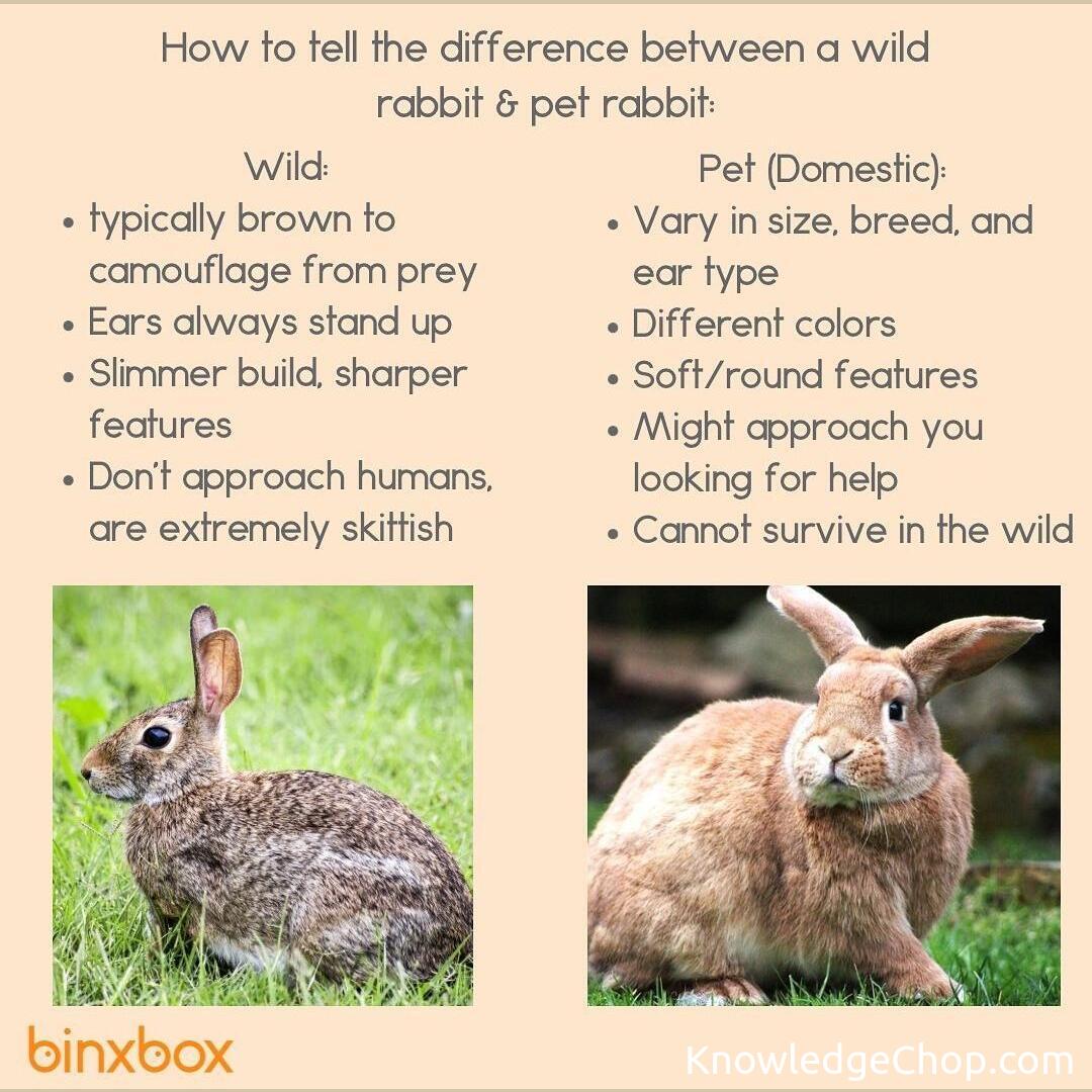 A good visual for identifying domestic rabbits vs. wild | 🥷 Knowledge Ninja